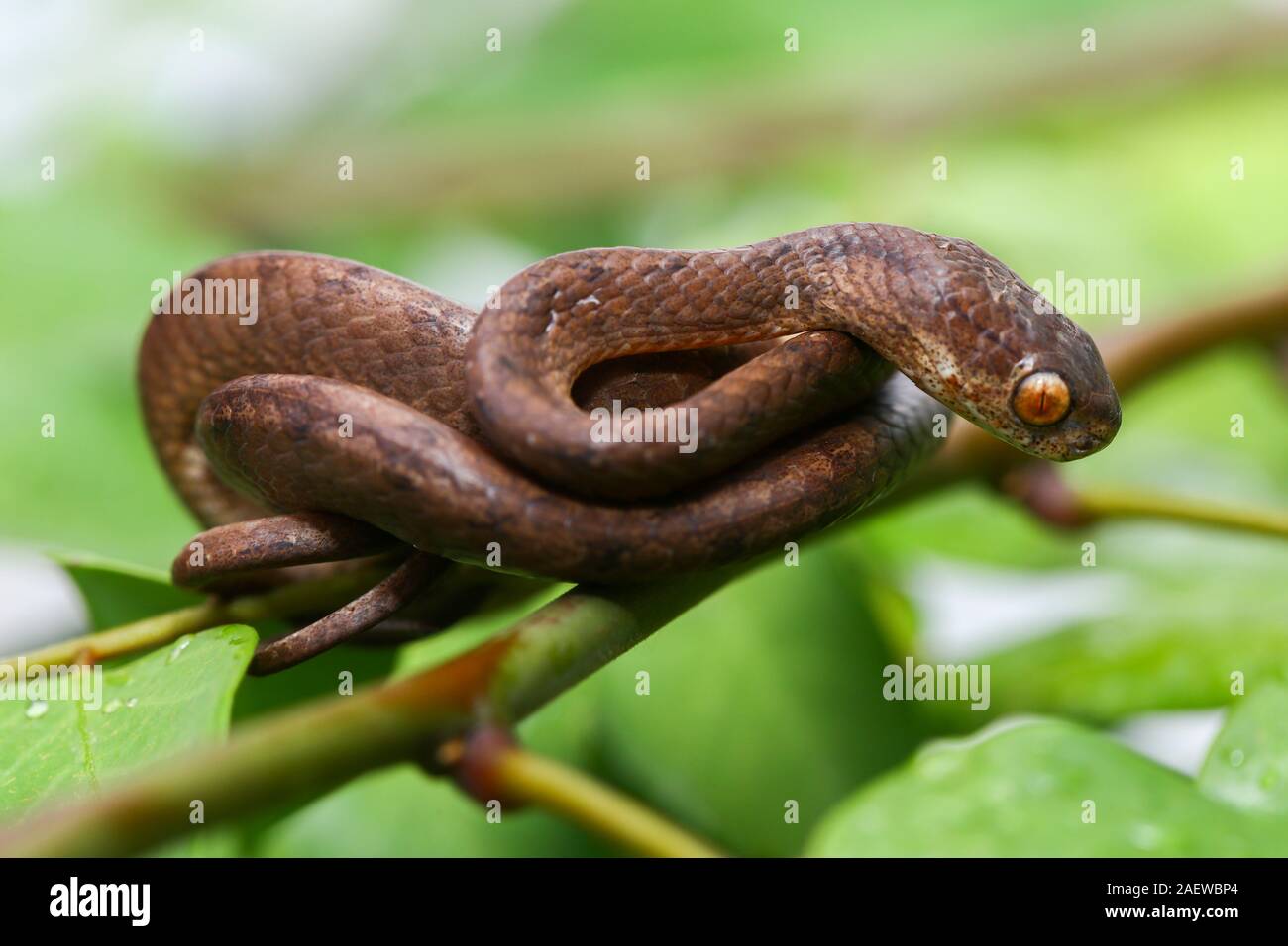 The keeled slug-eating snake, Pareas carinatus, is a species of snake ...