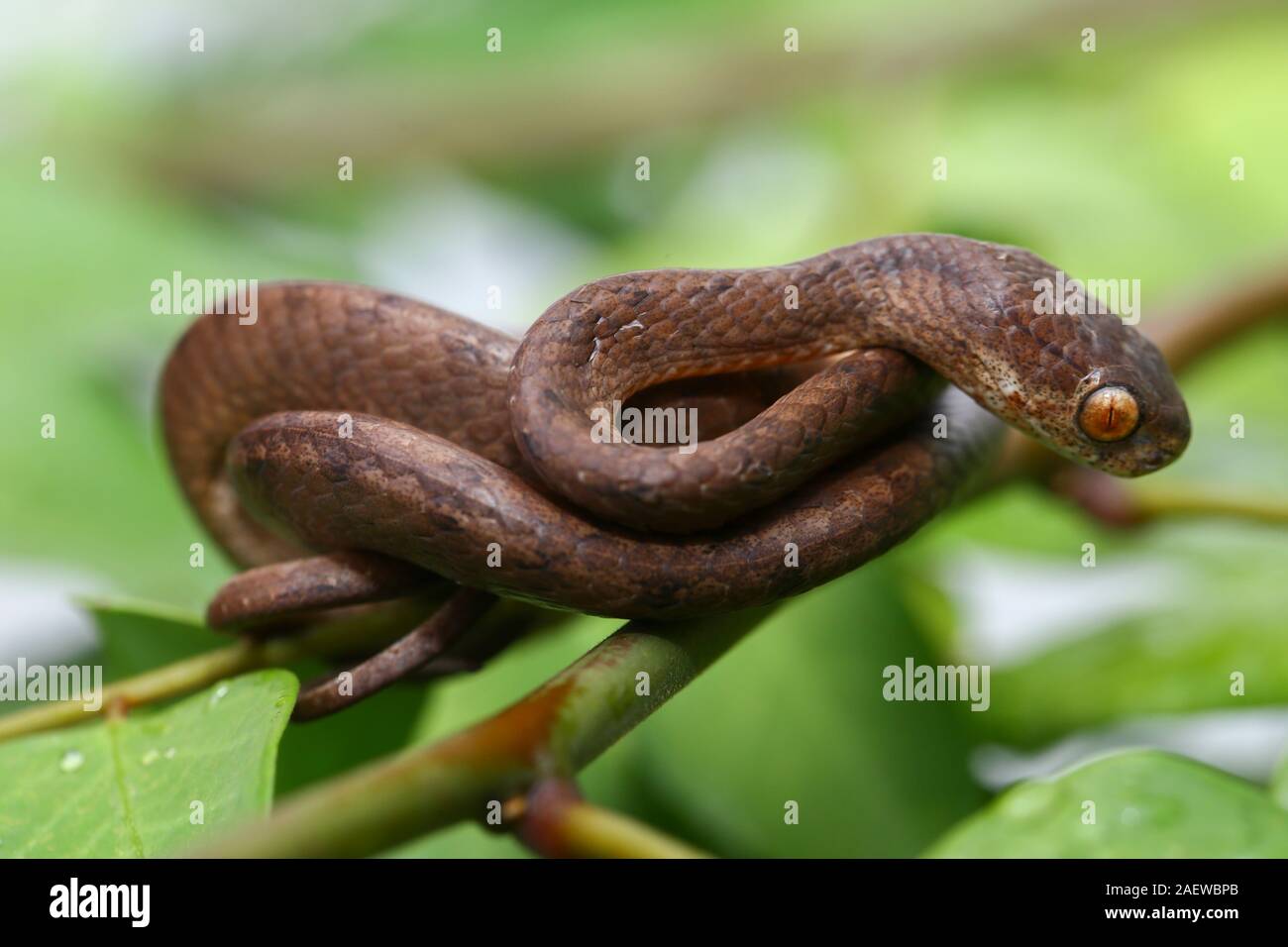 The keeled slug-eating snake, Pareas carinatus, is a species of snake ...