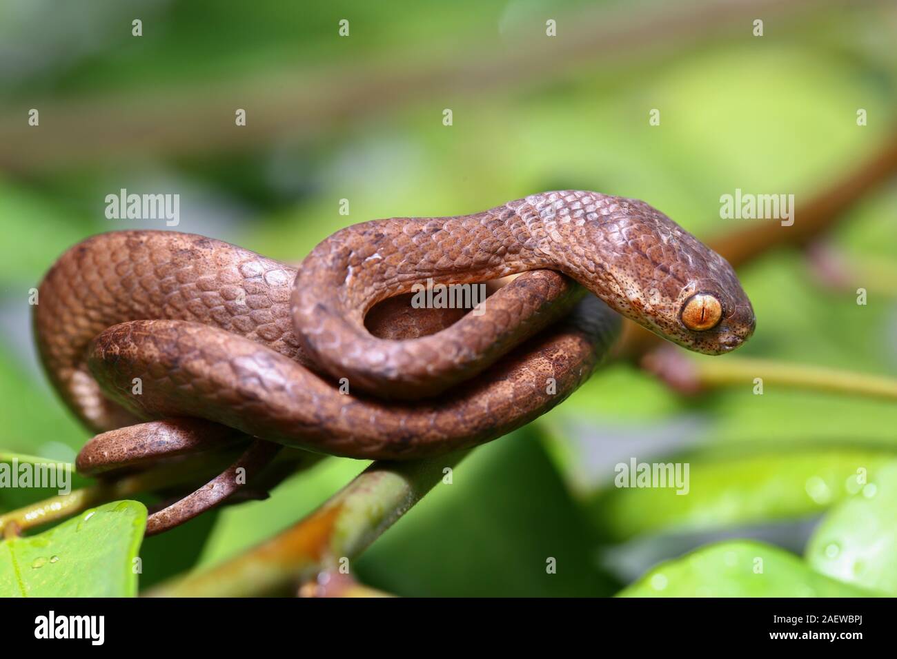 The keeled slug-eating snake, Pareas carinatus, is a species of snake ...