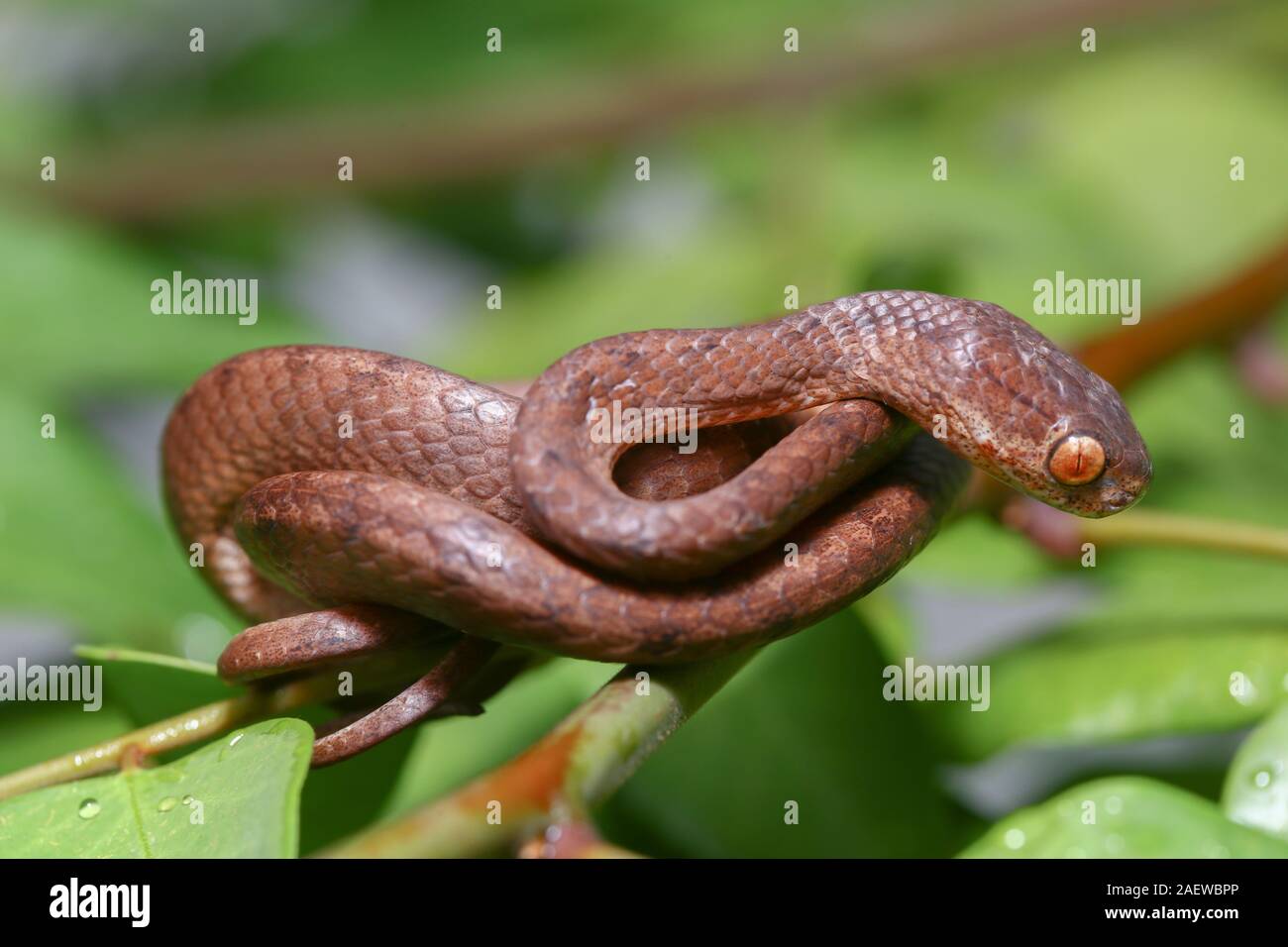The keeled slug-eating snake, Pareas carinatus, is a species of snake ...