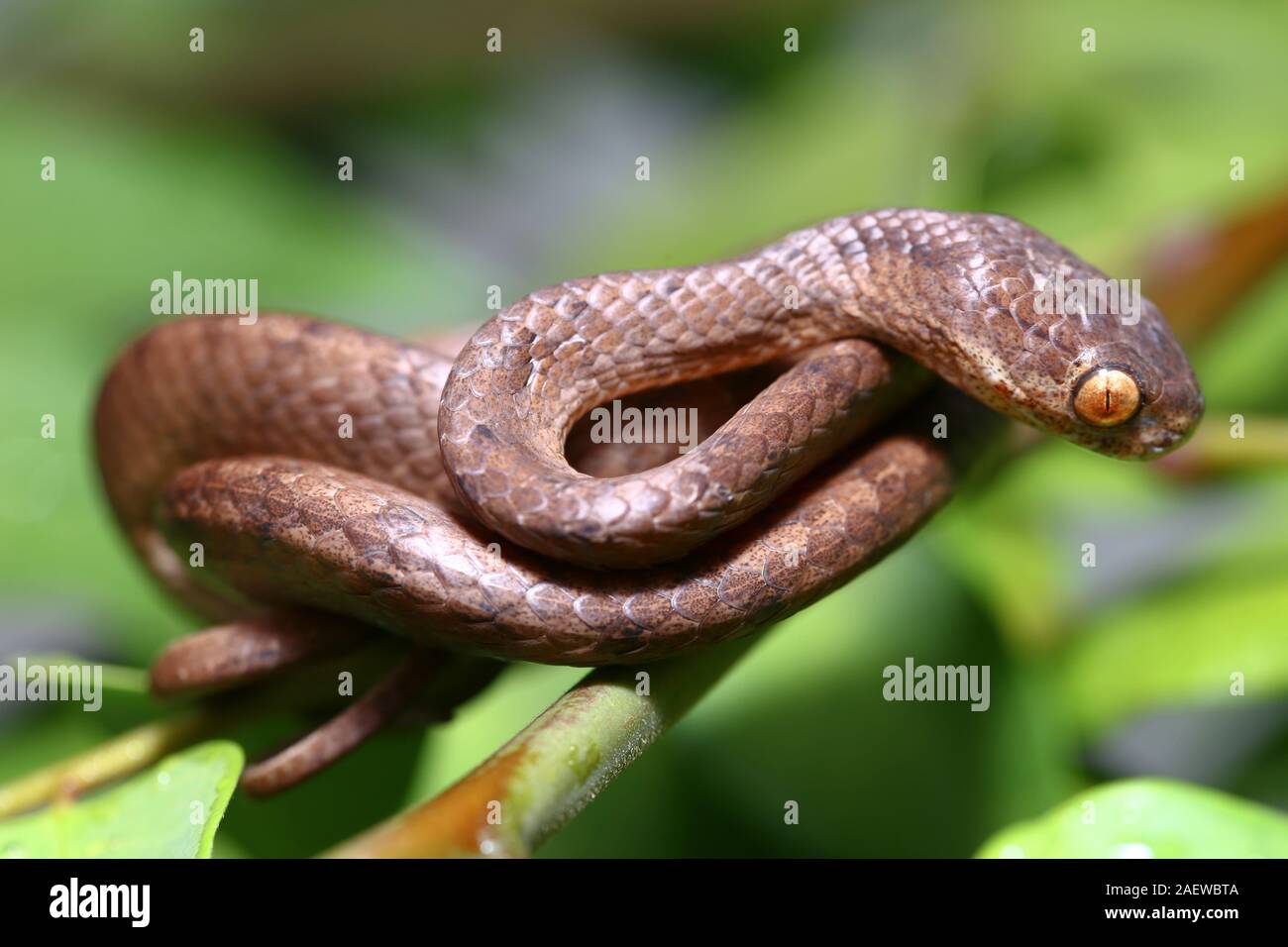 The keeled slug-eating snake, Pareas carinatus, is a species of snake ...