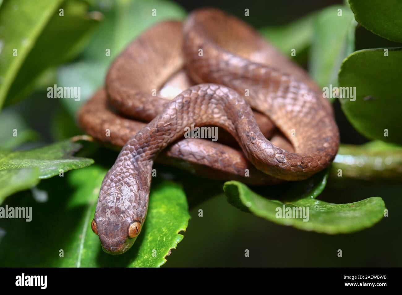 The keeled slug-eating snake, Pareas carinatus, is a species of snake ...
