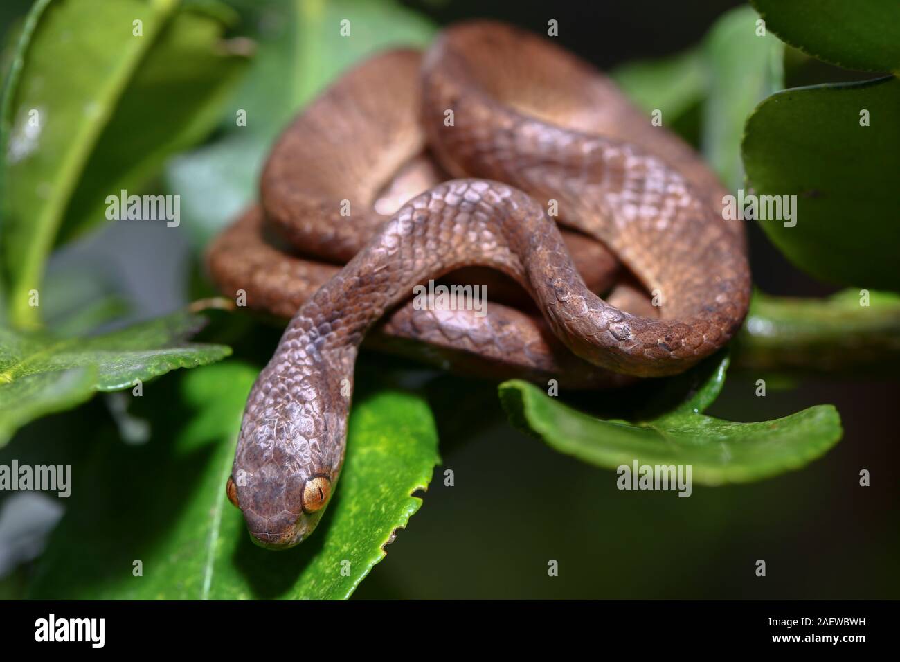 The keeled slug-eating snake, Pareas carinatus, is a species of snake ...
