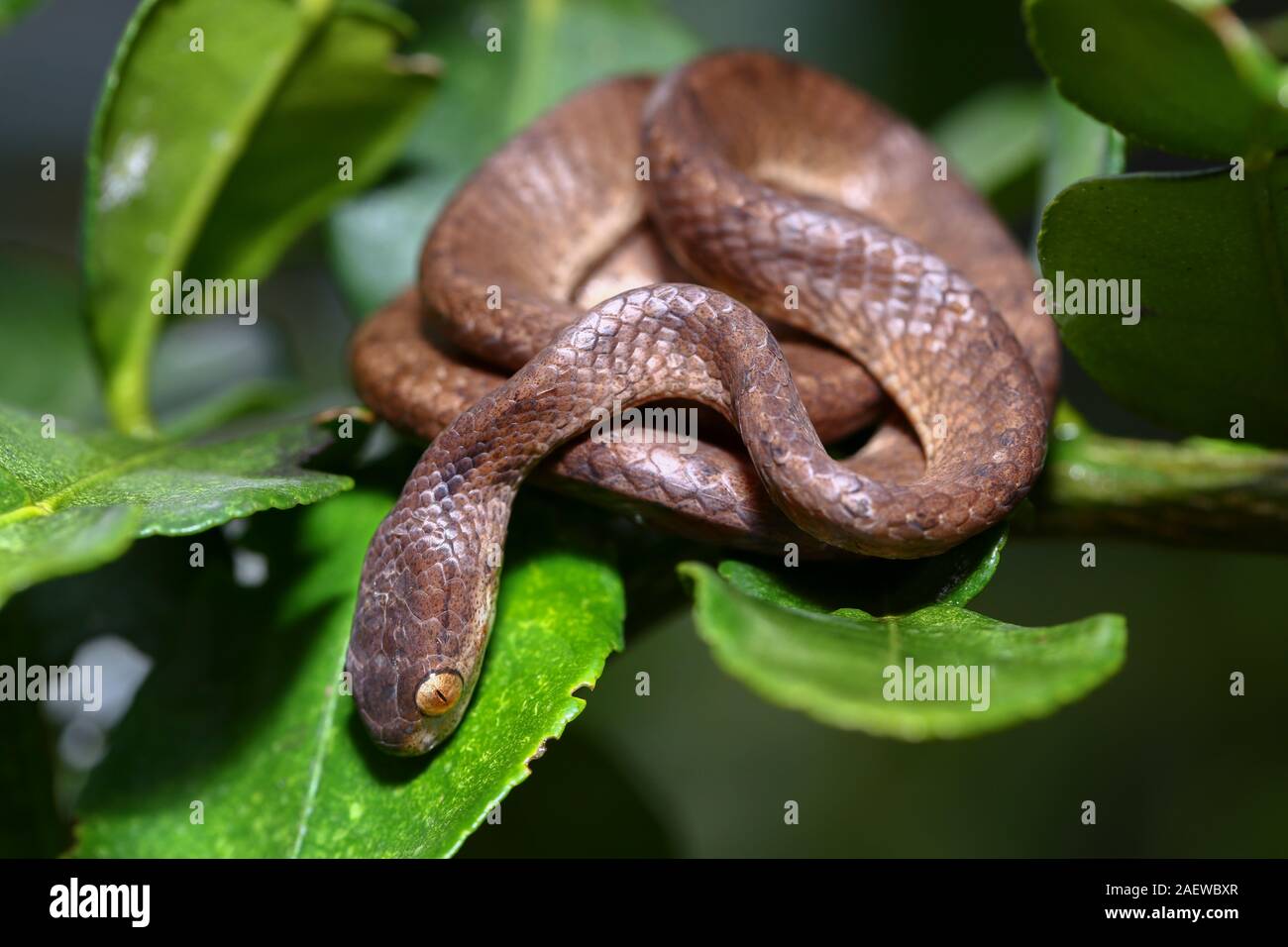 The keeled slug-eating snake, Pareas carinatus, is a species of snake ...
