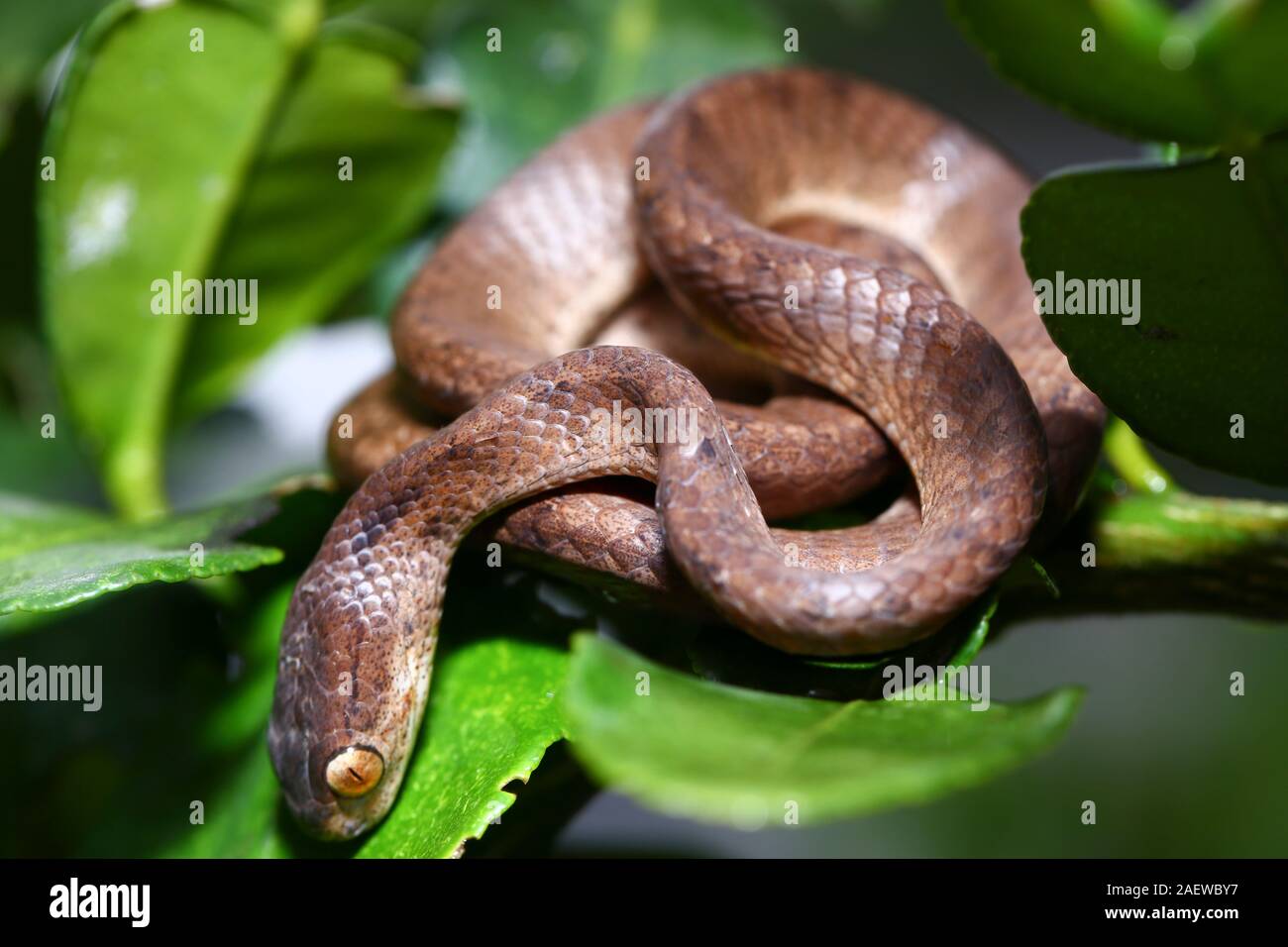 The keeled slug-eating snake, Pareas carinatus, is a species of snake ...