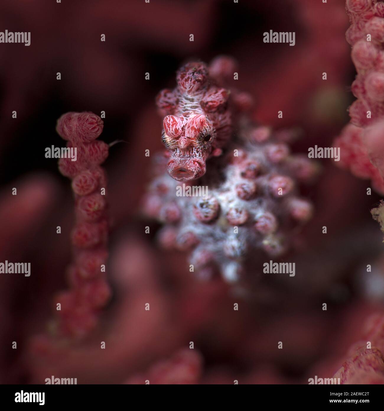 Pygmy seahorse also known as Bargibant's seahorse (Hippocampus ...