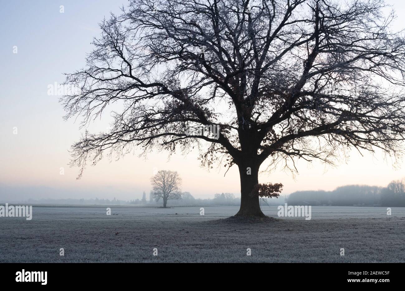 old oak tree isolated in winter autumn Stock Photo - Alamy