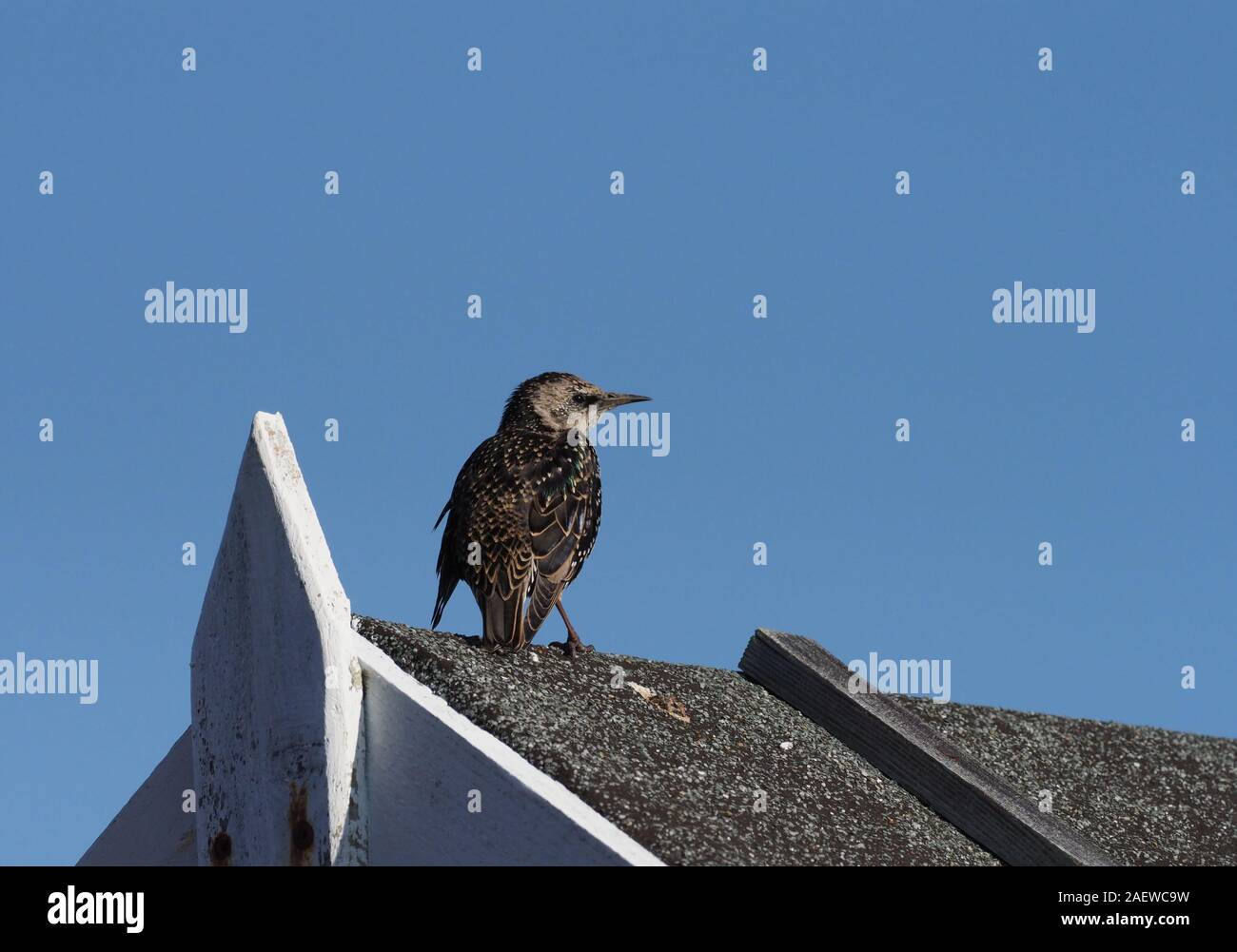 Starling on the roof hi-res stock photography and images - Alamy