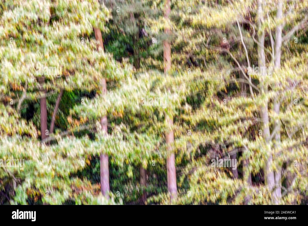 Abstract of green forest Stock Photo - Alamy