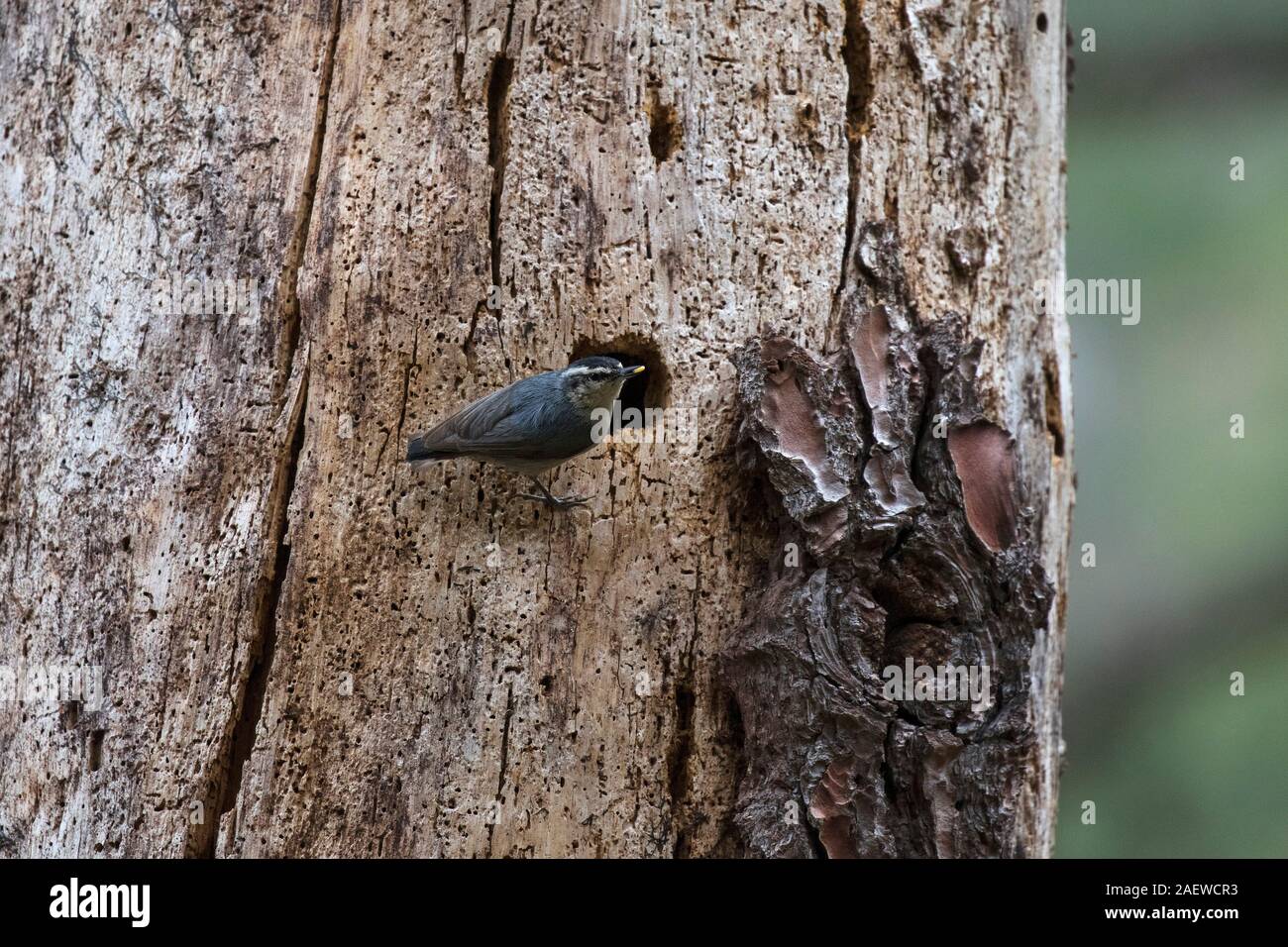 Pinus nigra subsp laricio hi-res stock photography and images - Alamy