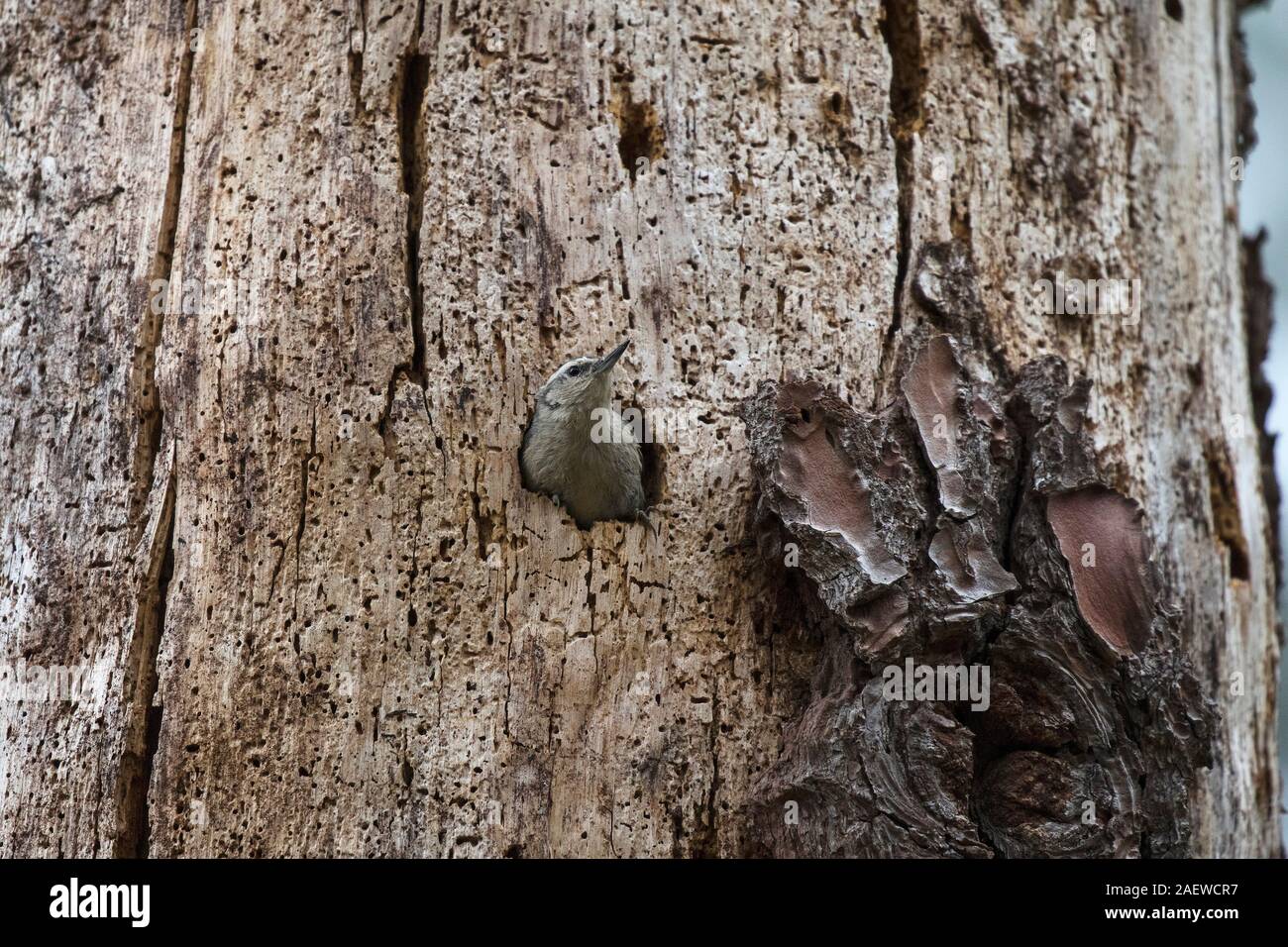 Corsican nuthatch Sitta whiteheadi at nest hole in Corsican pine Pinus ...