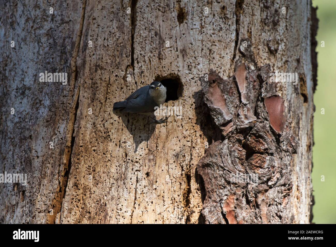 Pinus nigra subsp laricio hi-res stock photography and images - Alamy