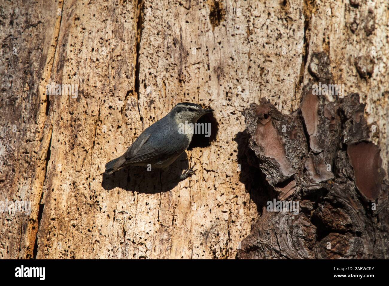 Corsican nuthatch Sitta whiteheadi at nest hole in Corsican pine Pinus ...