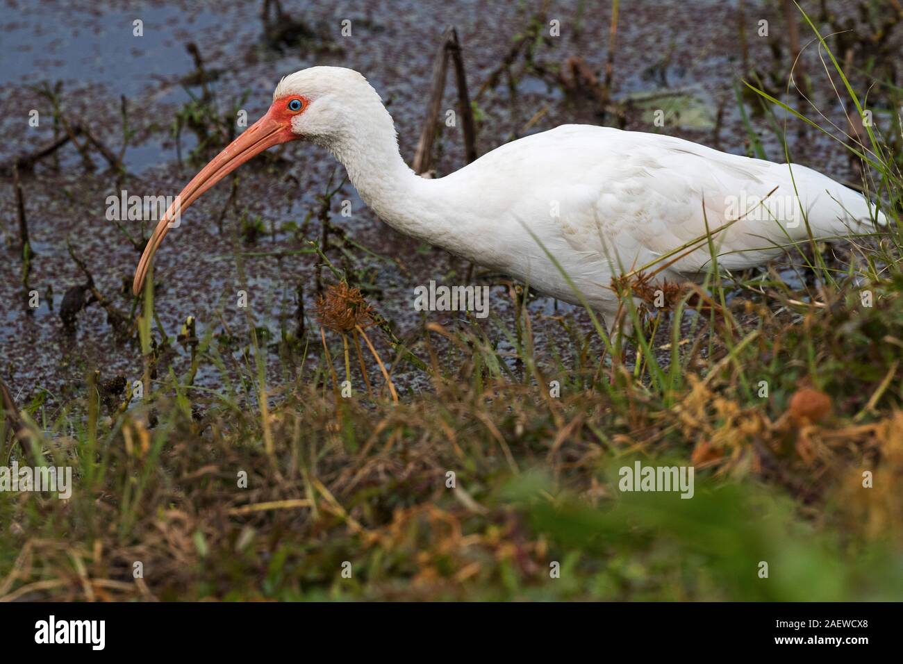 White ibis Eudocimus albus adult beside Shoveler Pond, Anahuac National ...