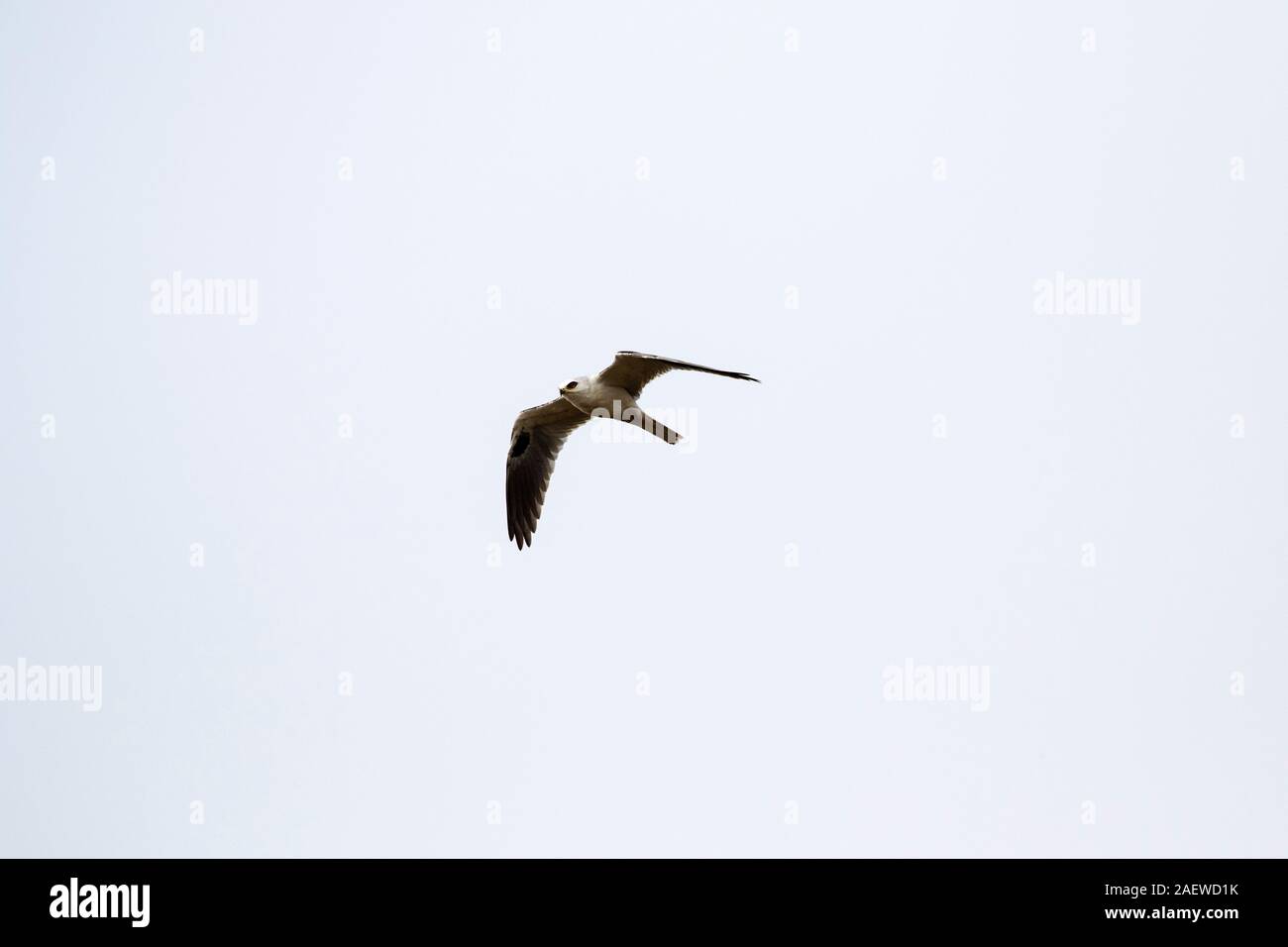 White-tailed kite Elanus leucurus in flight, Anahuac National Wildlife ...
