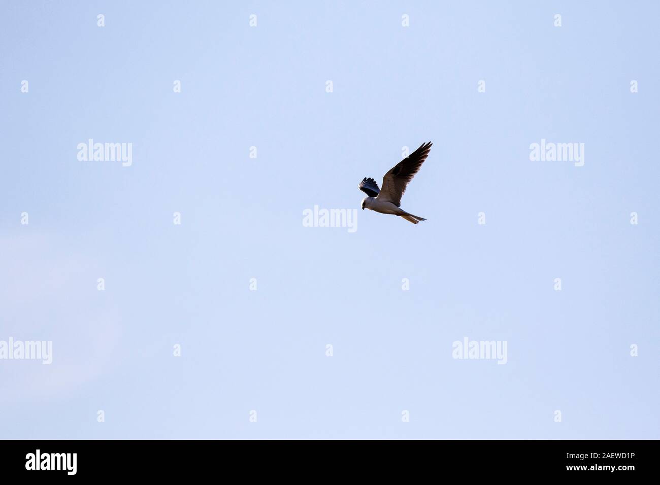 White-tailed kite Elanus leucurus hovering, Anahuac National Wildlife ...