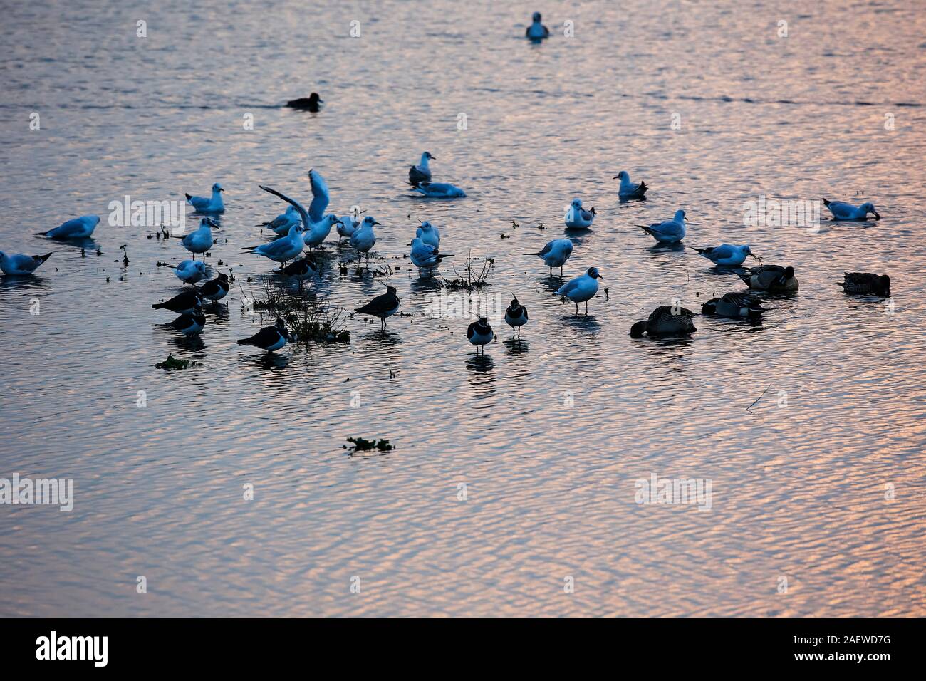 Black headed lapwing hi-res stock photography and images - Alamy