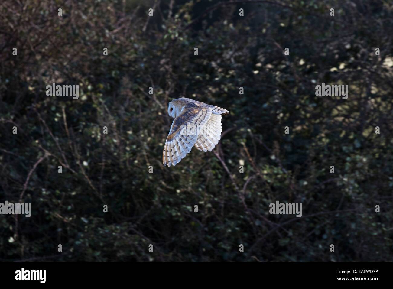 Barn owl Tyto alba in flight, Titchwell Marsh RSPB Reserve, Norfolk ...