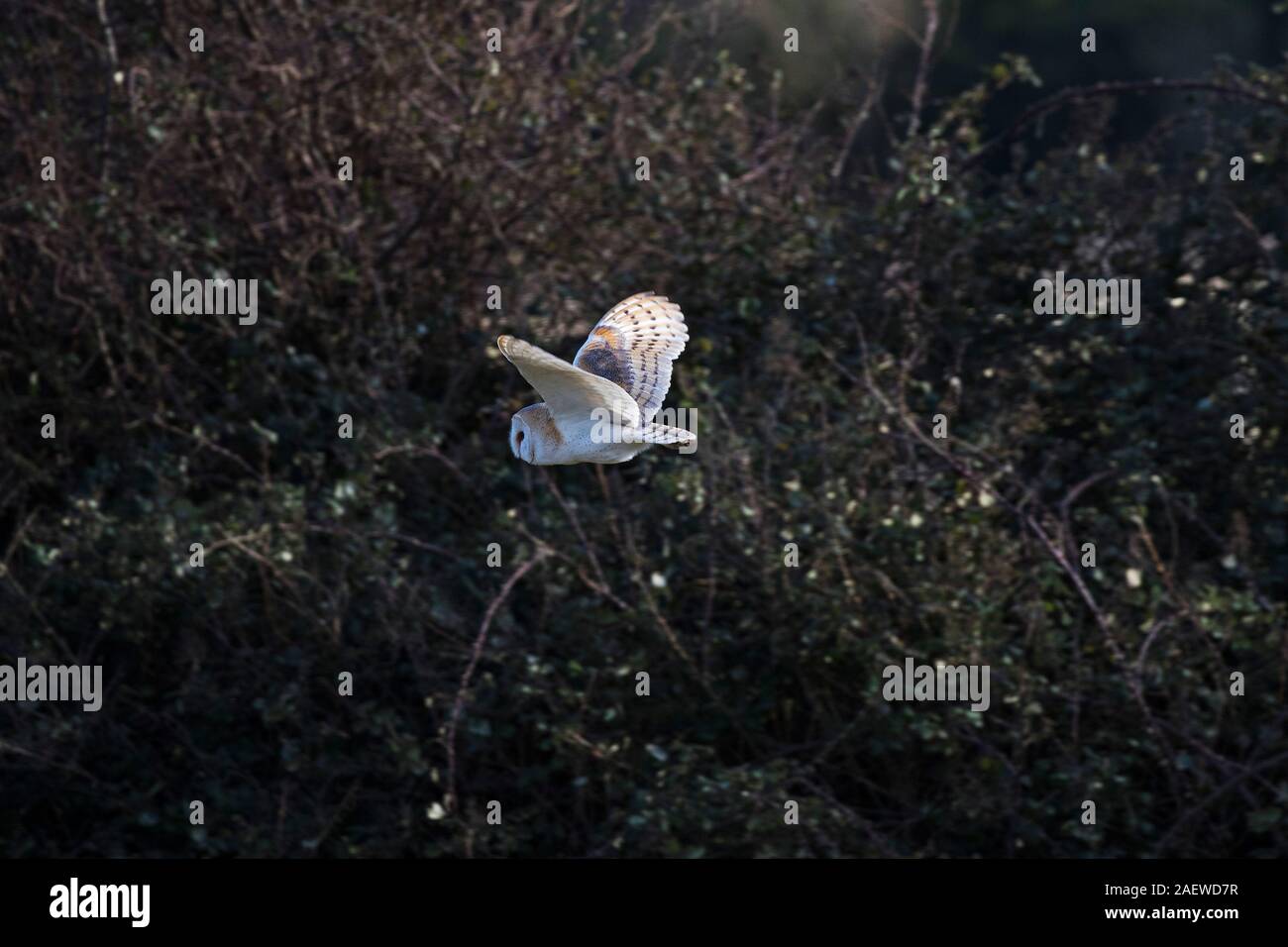 Barn owl Tyto alba in flight, Titchwell Marsh RSPB Reserve, Norfolk ...