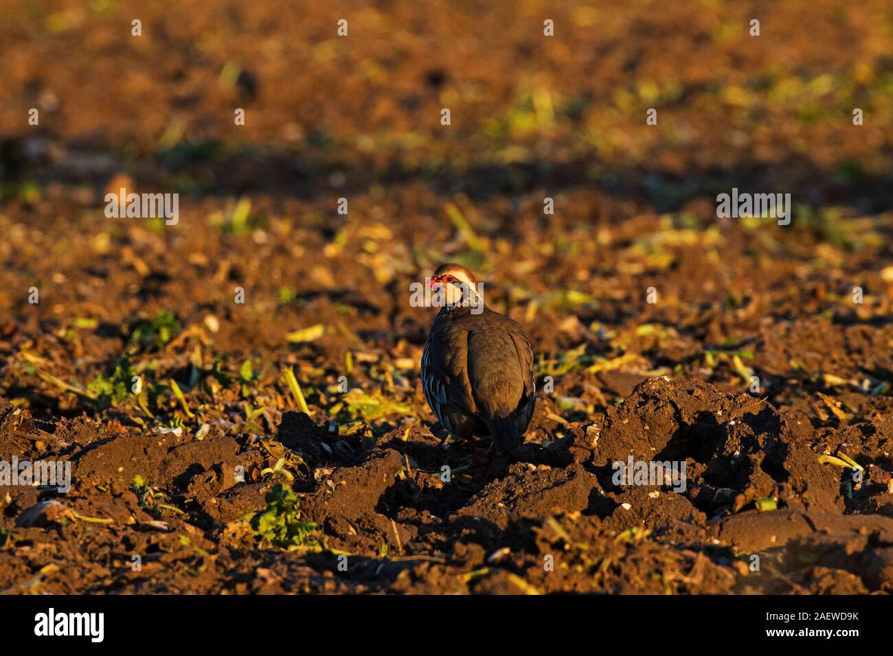 Red-legged partridge Alectoris rufa in a field of sugar beet in early ...