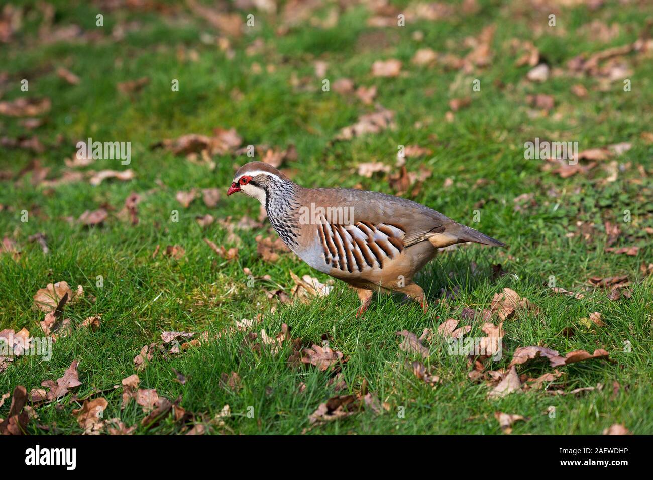 Red legged crow hi-res stock photography and images - Alamy