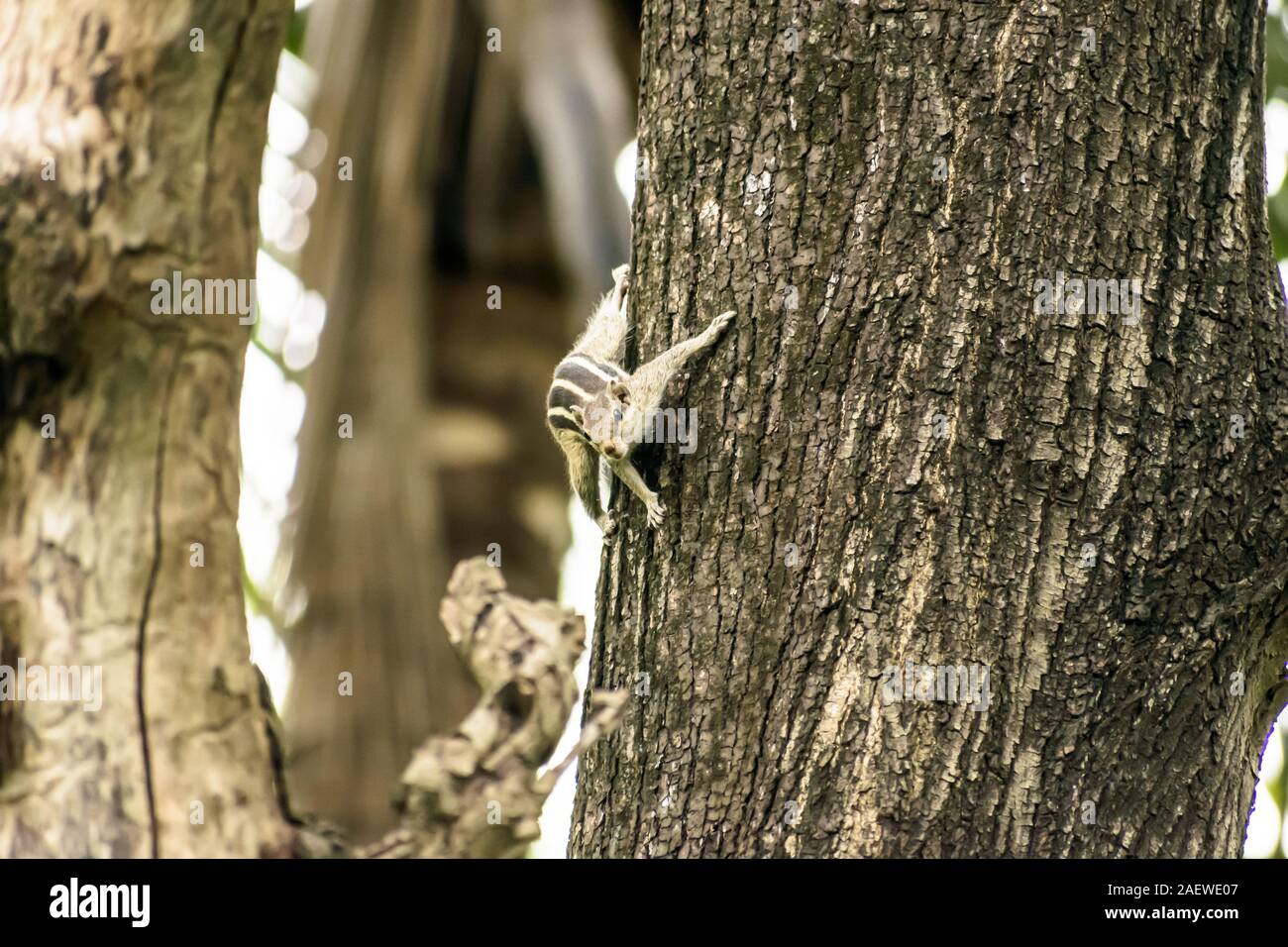 A striped rodents marmots chipmunks squirrel (Sciuridae arboreal ...
