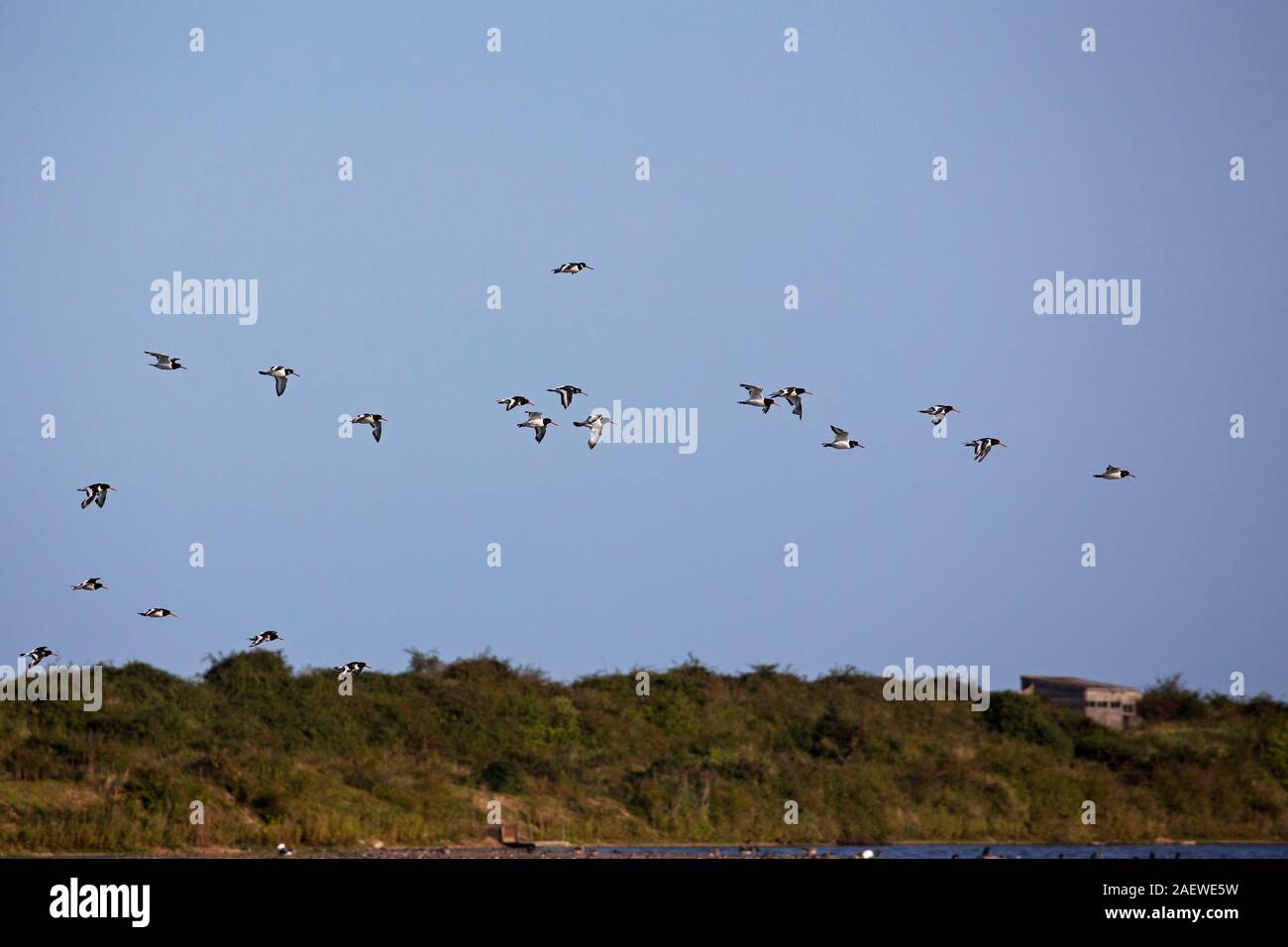 Eurasian oystercatcher Haematopus ostralegus group in flight over a ...