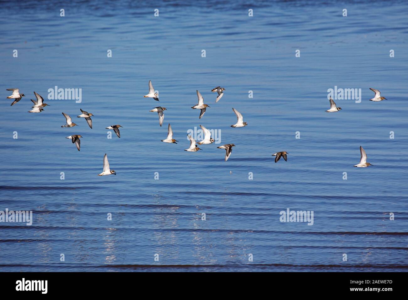 Common ringed plover Charadrius hiaticula group in flight over the sea ...