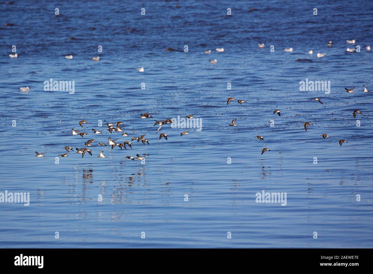 Common ringed plover Charadrius hiaticula Dunlin Calidris alpina ...