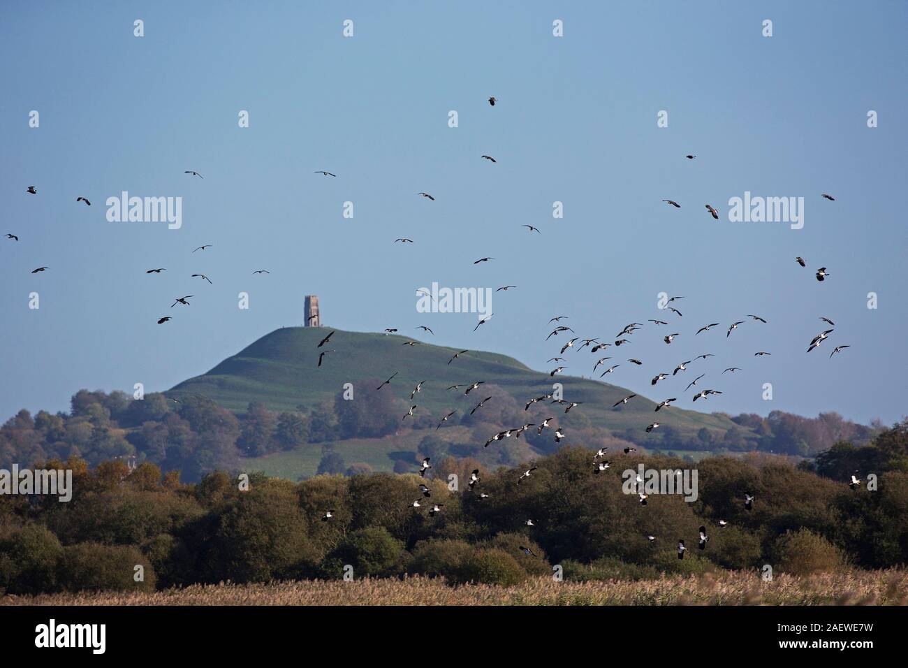 Ham wall nature reserve in somerset hi-res stock photography and images ...