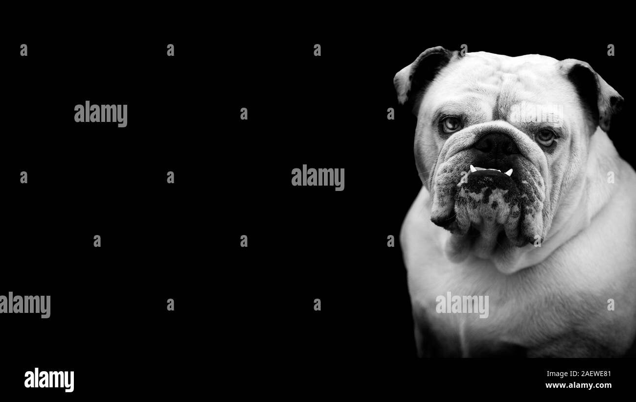 Face of a bulldog Stock Photo - Alamy