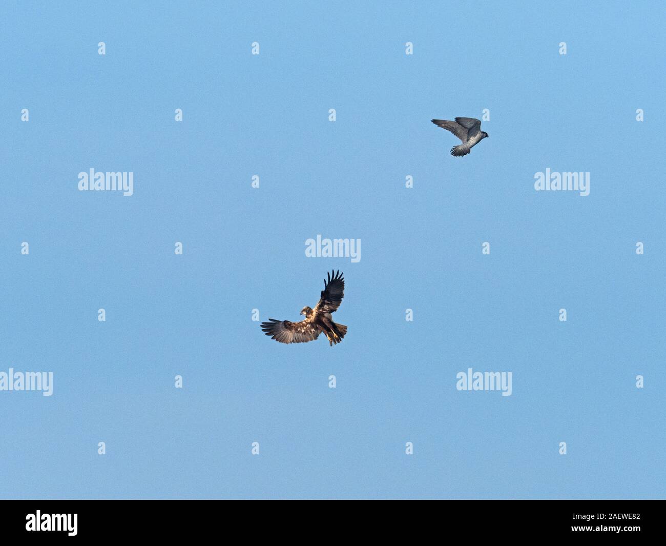 Marsh harrier Circus aeruginosus being mobbed by a Peregrine falcon ...