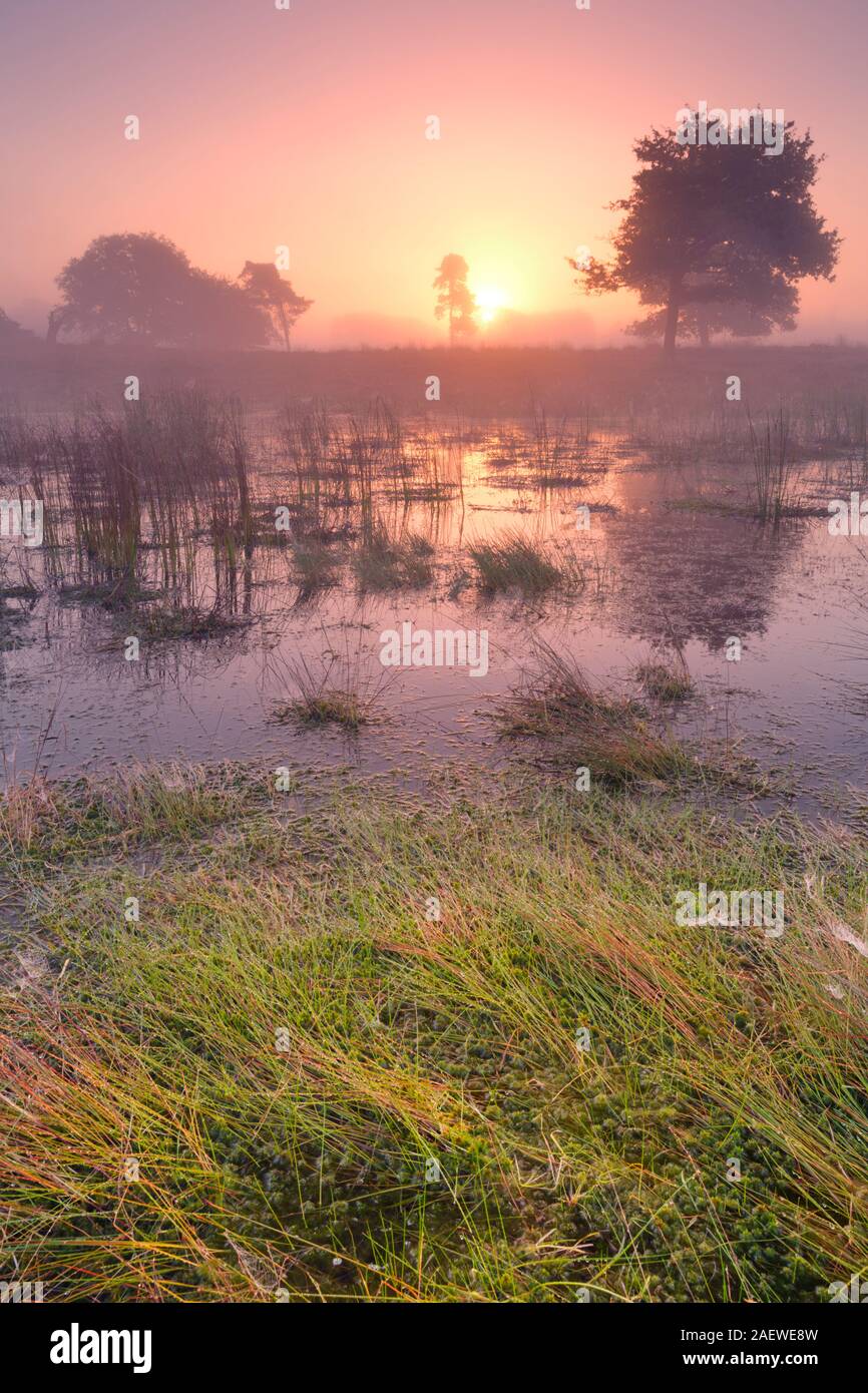 Sunrise over the wetland of the Leersumse Veld in The Netherlands Stock ...
