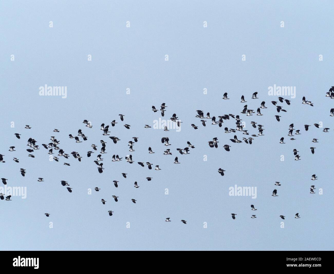 Northern lapwing Vanellus vanellus flock in flight over Greylake RSPB ...