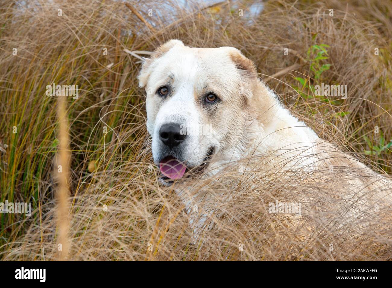 Alabai (shepherd) dog autumn field background Stock Photo - Alamy