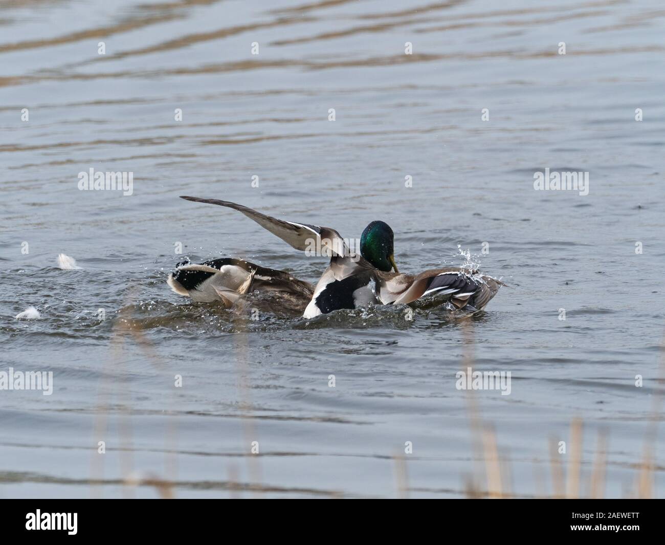 Mallard Anas platyrhynchos male attacking another male in the hope of ...