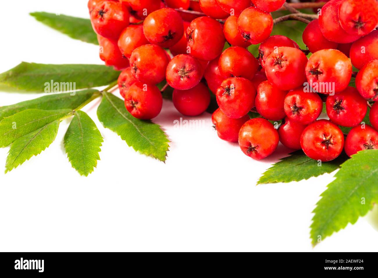 Rowan branch red rowanberries isolated white background Stock Photo - Alamy