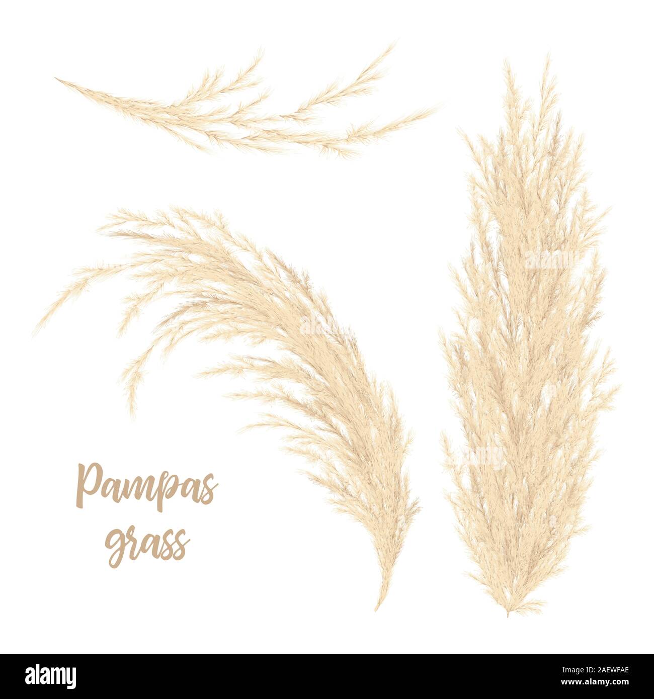 Pampas grass golden. Vector illustration. panicle Cortaderia selloana ...