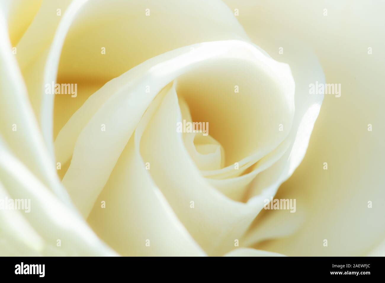 Ivory rose hi-res stock photography and images - Alamy