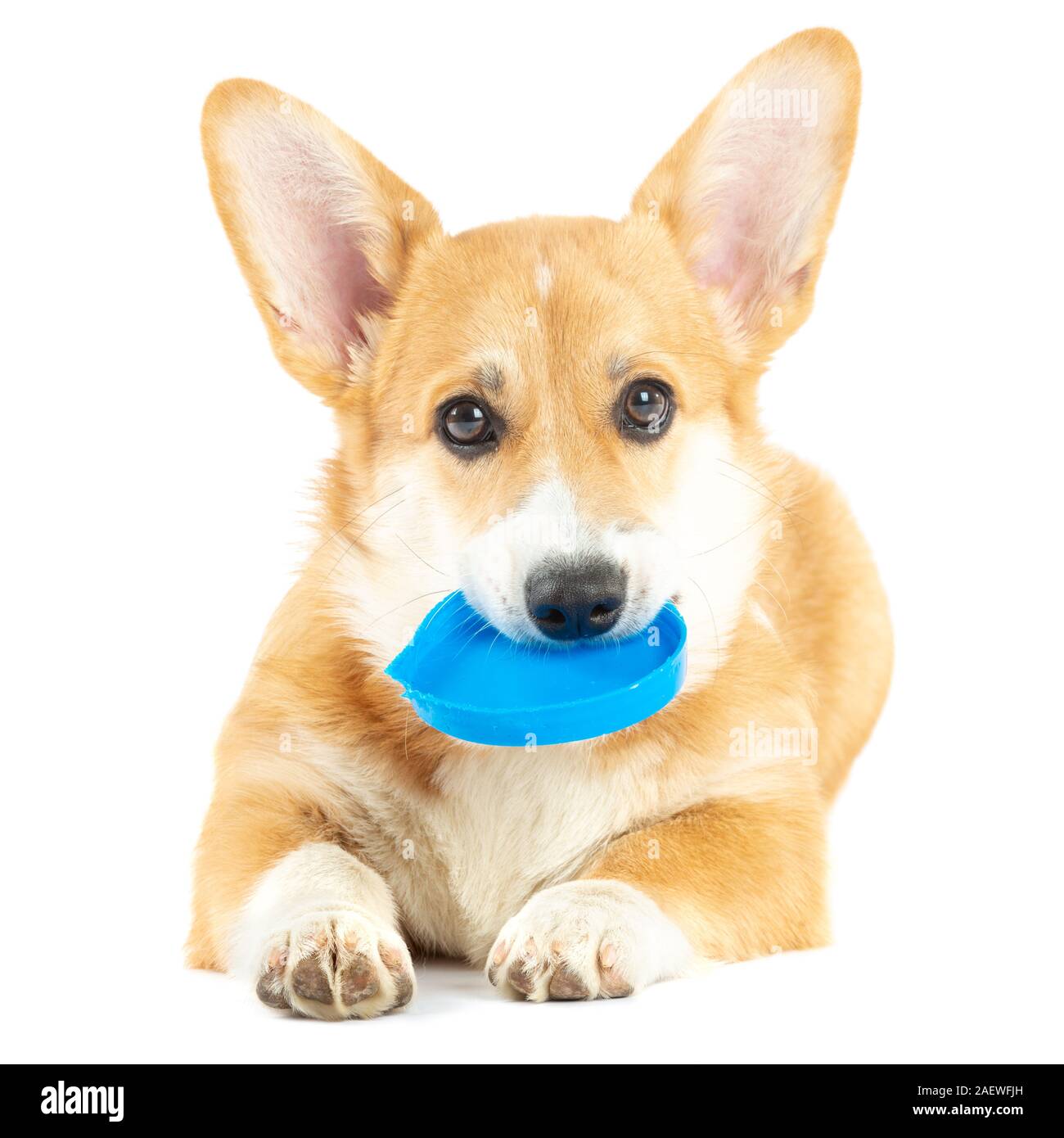 Pembroke Welsh Corgi puppy playing isolated white background Stock ...