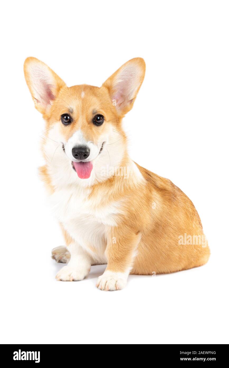 Pembroke Welsh Corgi puppy isolated white background Stock Photo - Alamy