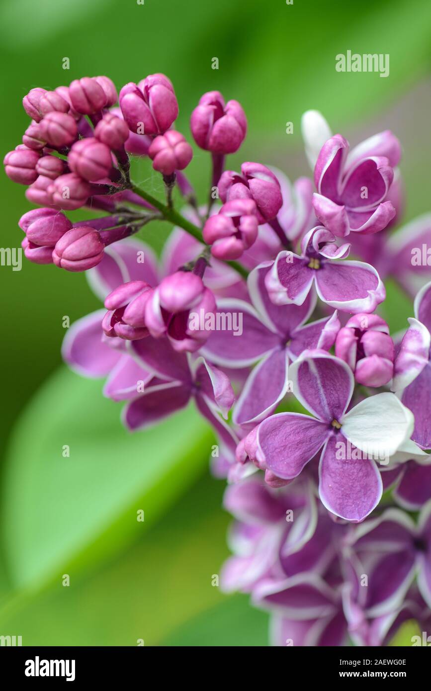 Liliac bush hi-res stock photography and images - Alamy