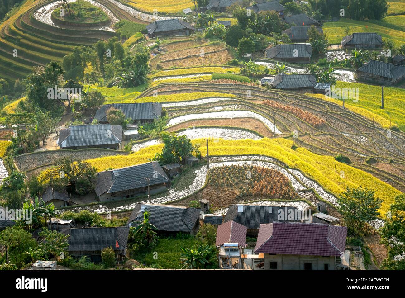 Dawn on rice fields prepares the harvest at northwest Vietnam. Rice ...