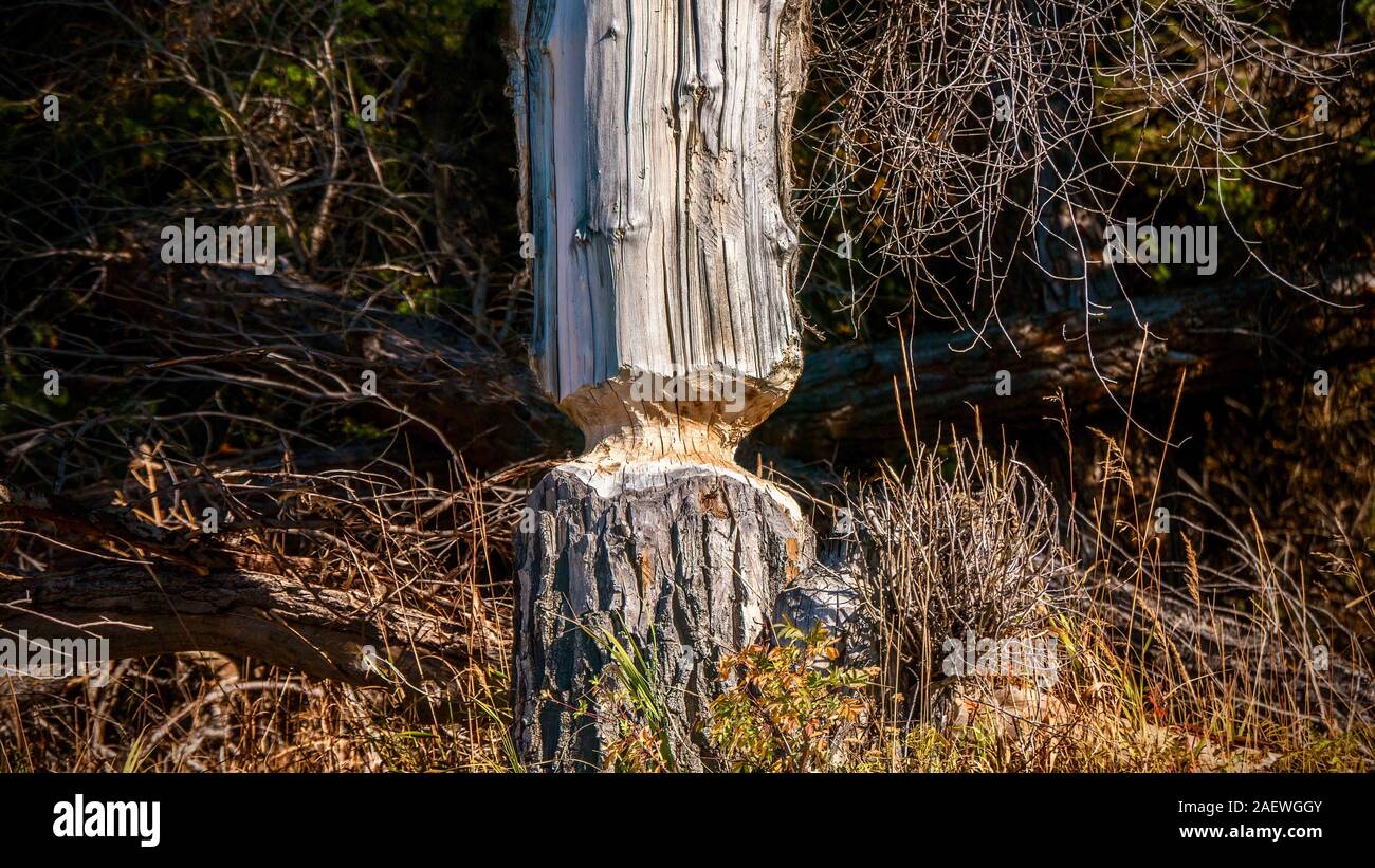 Beaver tree chew hi-res stock photography and images - Alamy