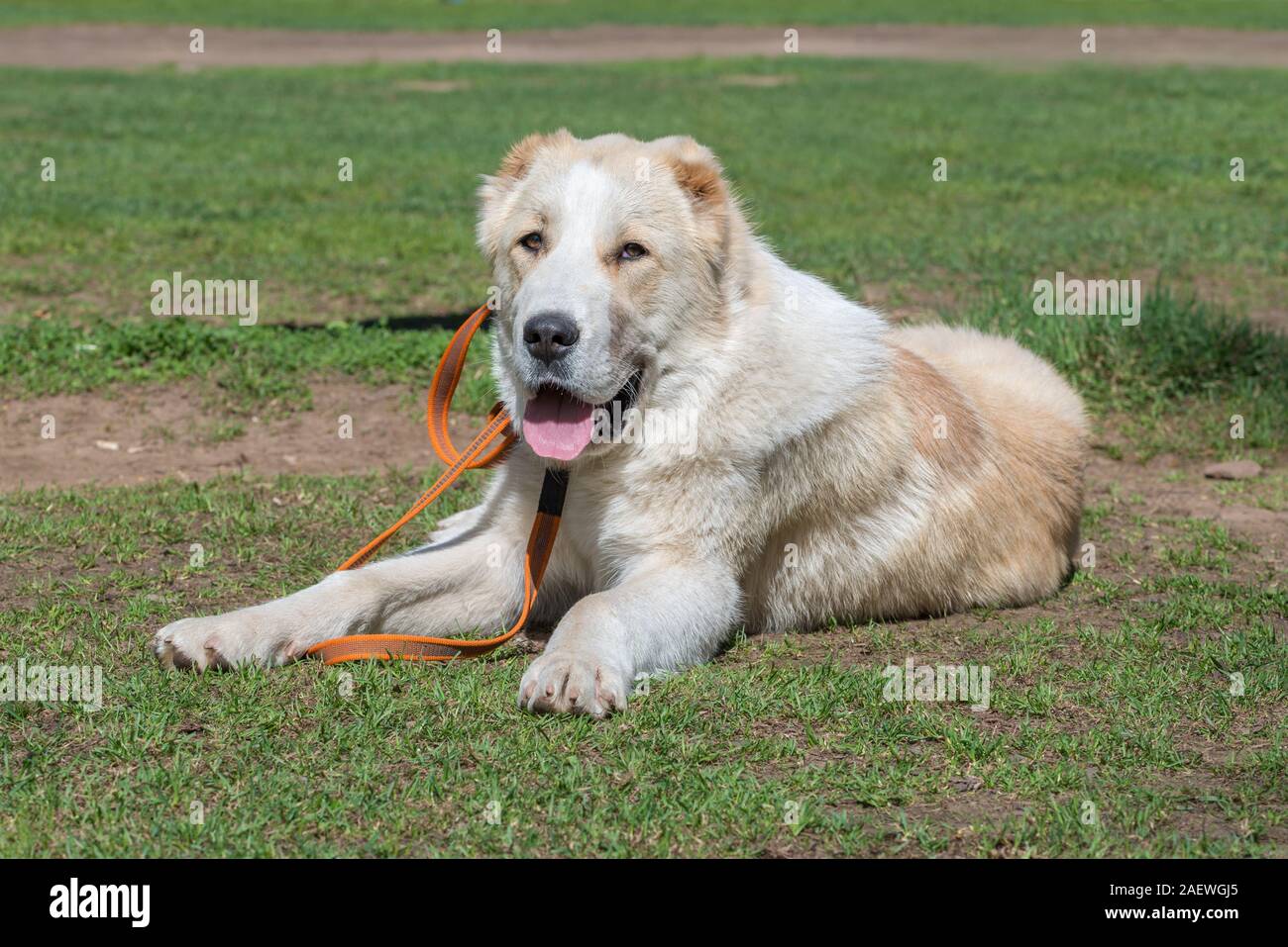 Alabai puppy laying, sunny day. Alabai - An Ancient Breed From The ...