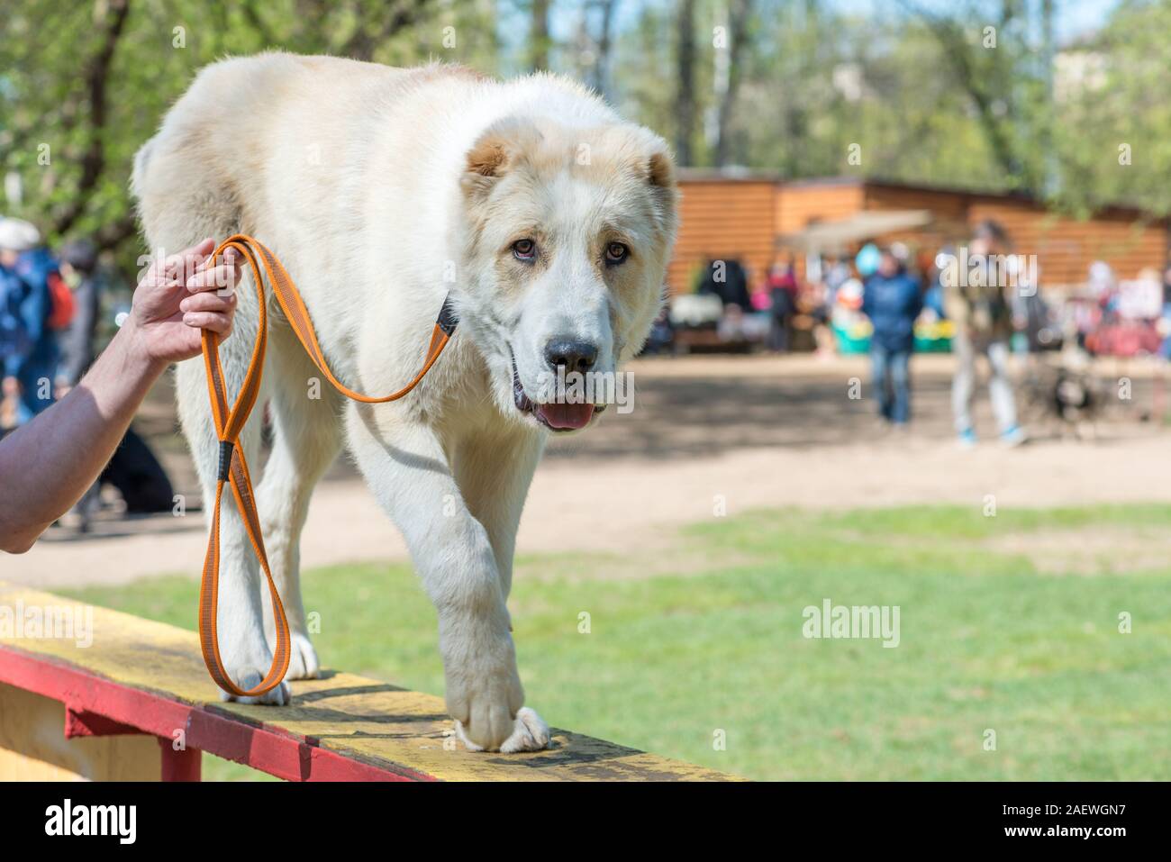 Alabai puppy training on boom. Alabai - An Ancient Breed From The ...
