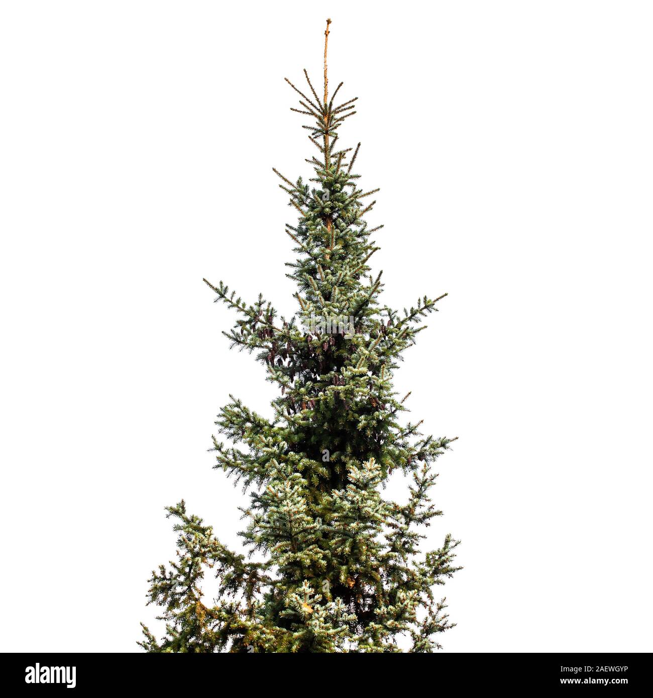 Spruce tree isolated on white background, square photo Stock Photo - Alamy
