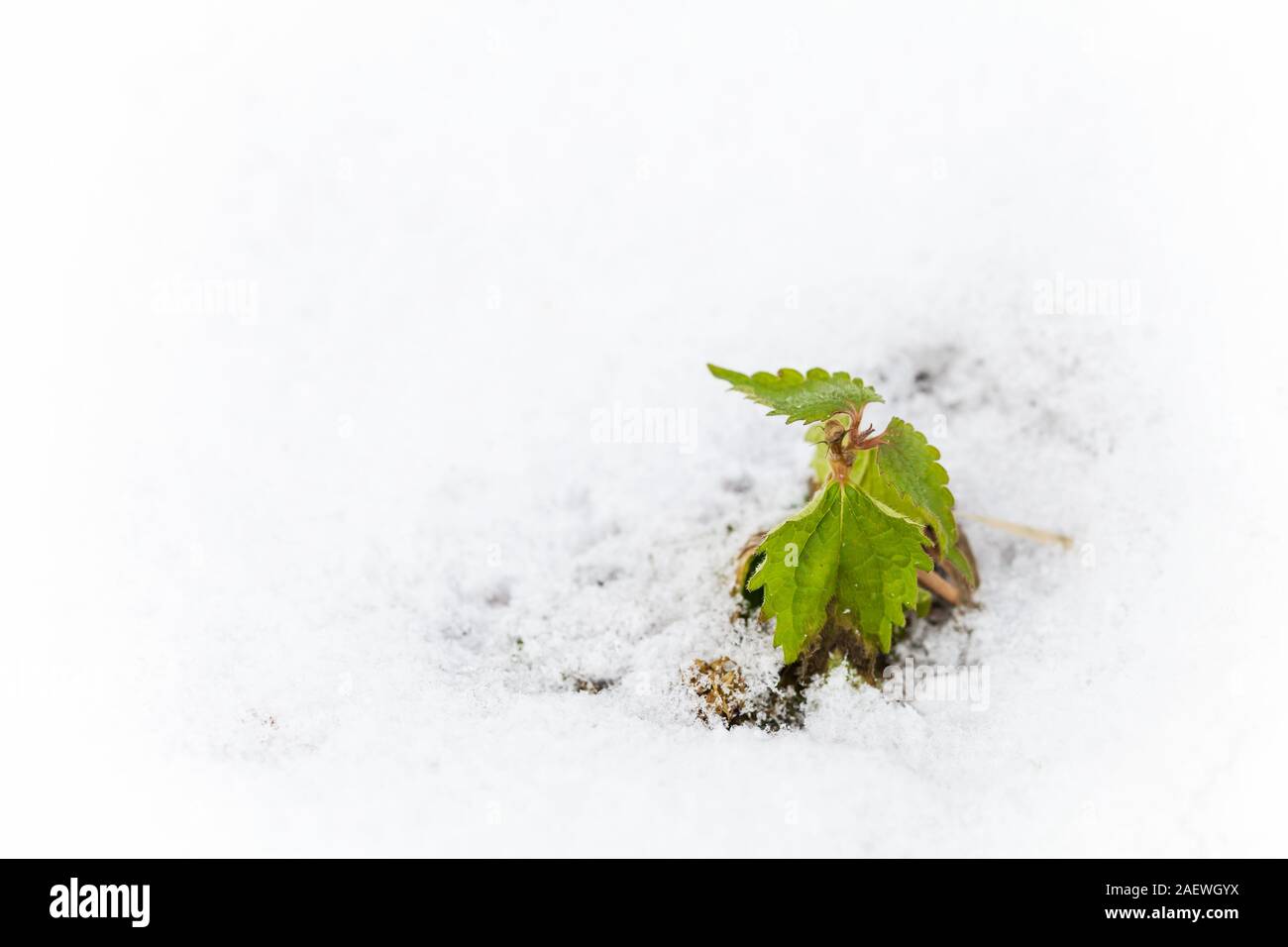 Frost winter frozen nettle hi-res stock photography and images - Alamy