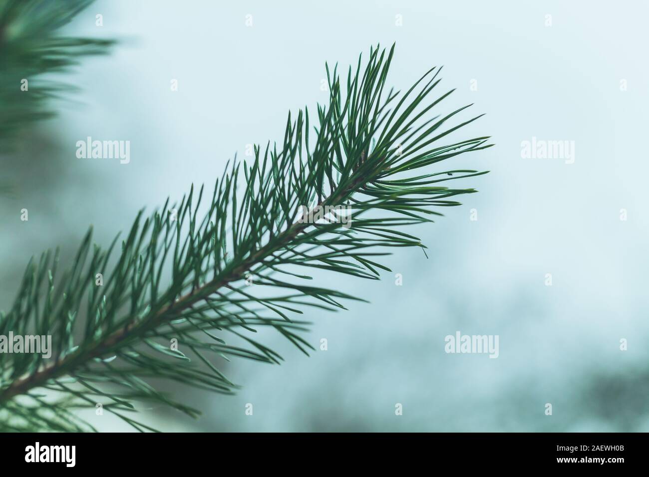Spruce tree branch macro photo with soft selective focus Stock Photo ...
