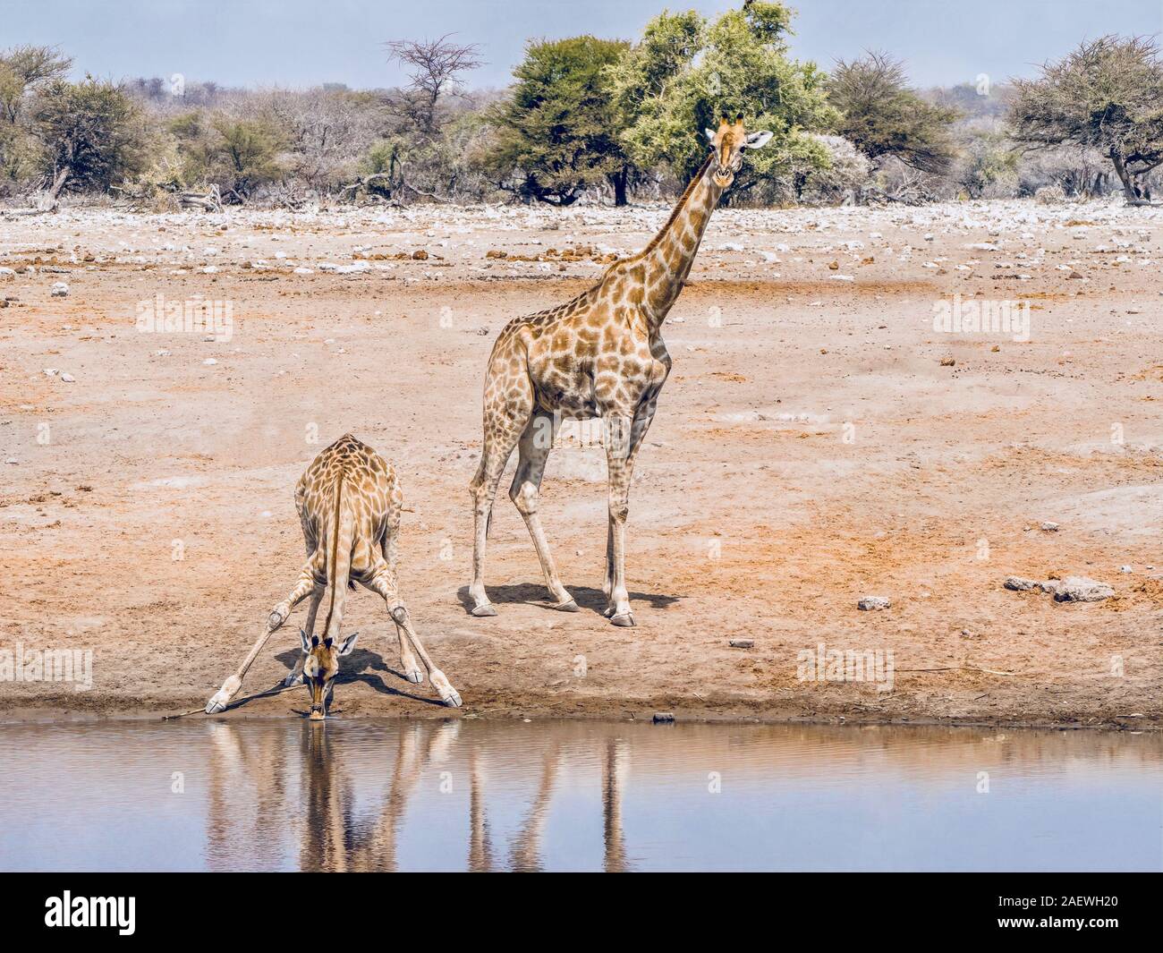 A mother giraffe stands beside her thirsty offspring while it bends its ...